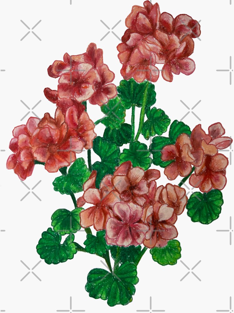 "Geranium " Sticker for Sale by Puifai2489 | Redbubble