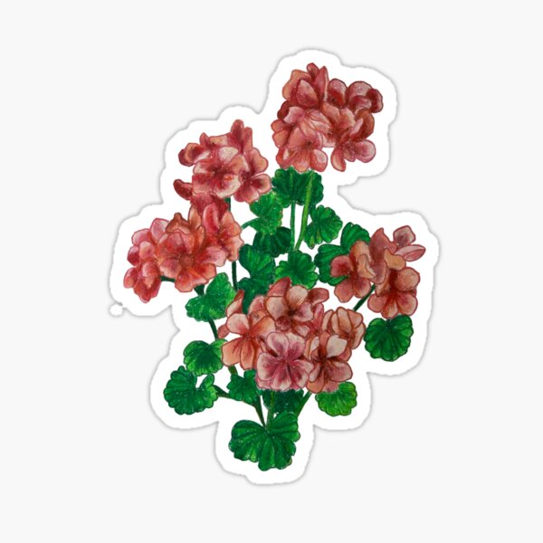 "Geranium " Sticker for Sale by Puifai2489 | Redbubble