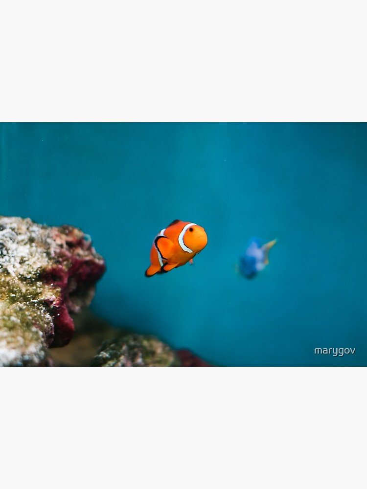 Nemo Et Dory Dans La Vraie Vie