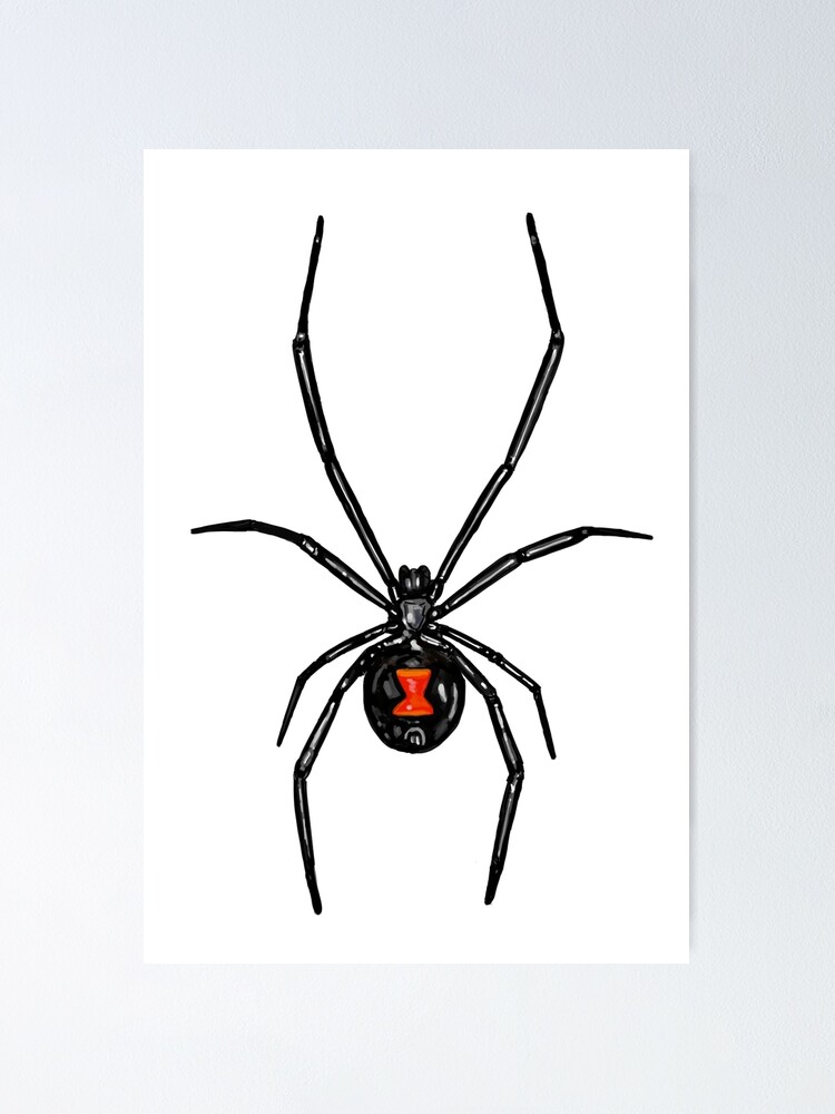 "Black Widow Spider Arachnid Art Illustration" Poster for Sale by ...