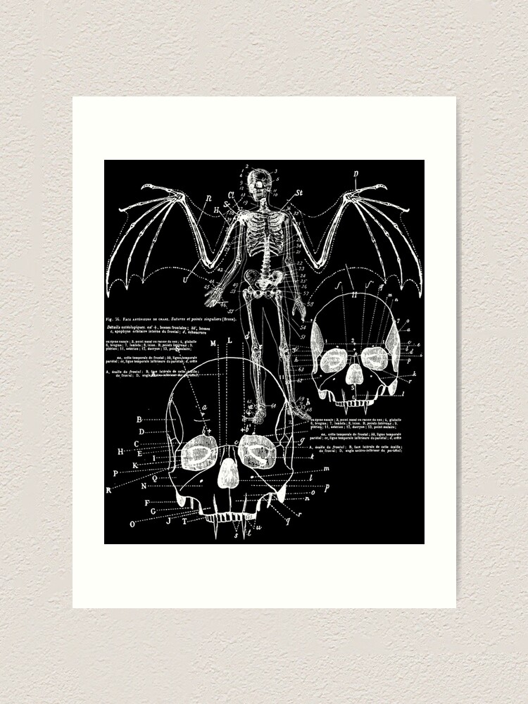 "Anatomy of a Vampire Bat Skull Diagram Classic " Art Print for Sale by ...