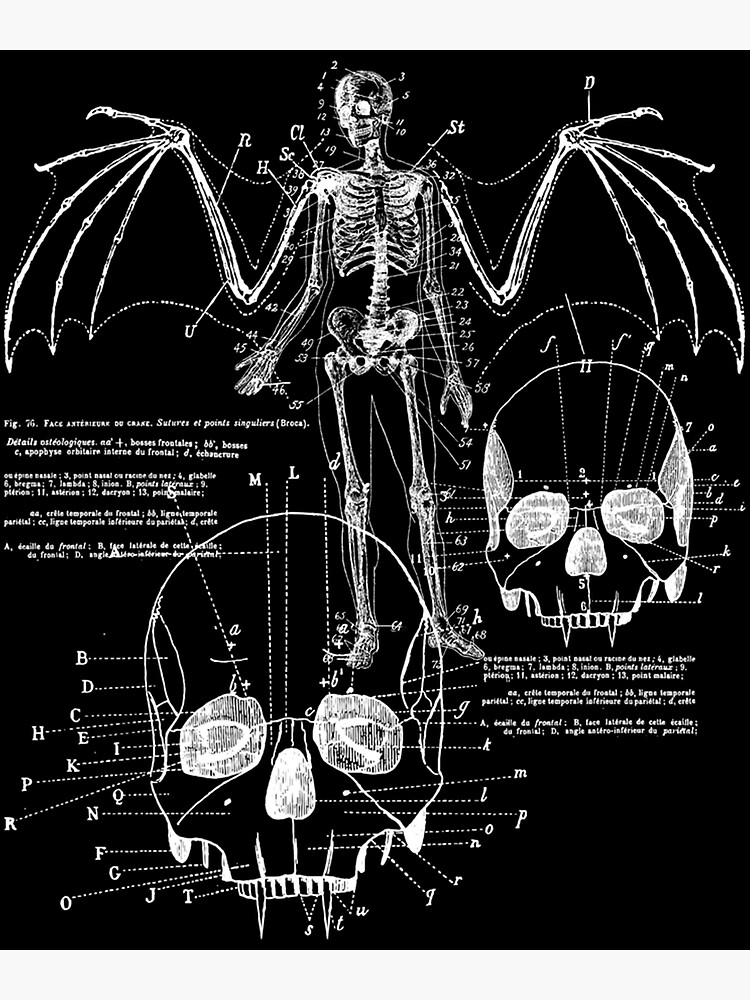 "Anatomy of a Vampire Bat Skull Diagram Classic " Poster for Sale by liviotinoch | Redbubble