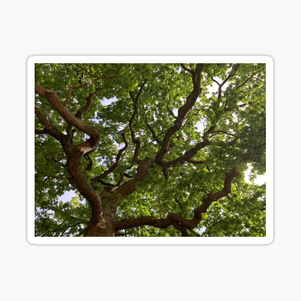 "The old oak tree" Sticker for Sale by tfage | Redbubble