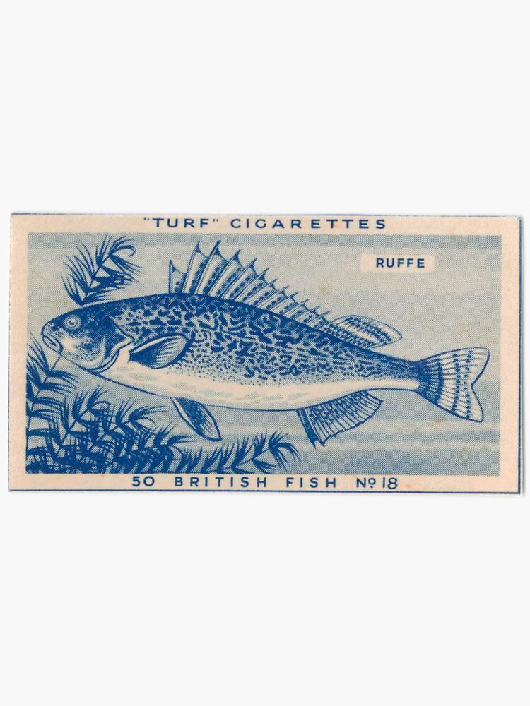 Pegatina «Ruffe - Ilustración de peces vintage - Colección de tarjetas ...