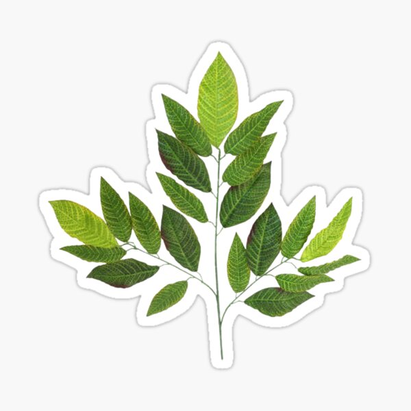 "Walnut tree leaf" Sticker for Sale by AKSAMYILDIZI | Redbubble