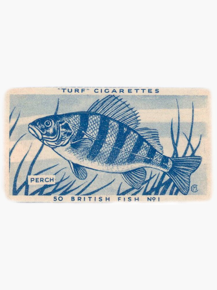 "Perch - Vintage fish illustration - Cigarette Cards Collection British ...
