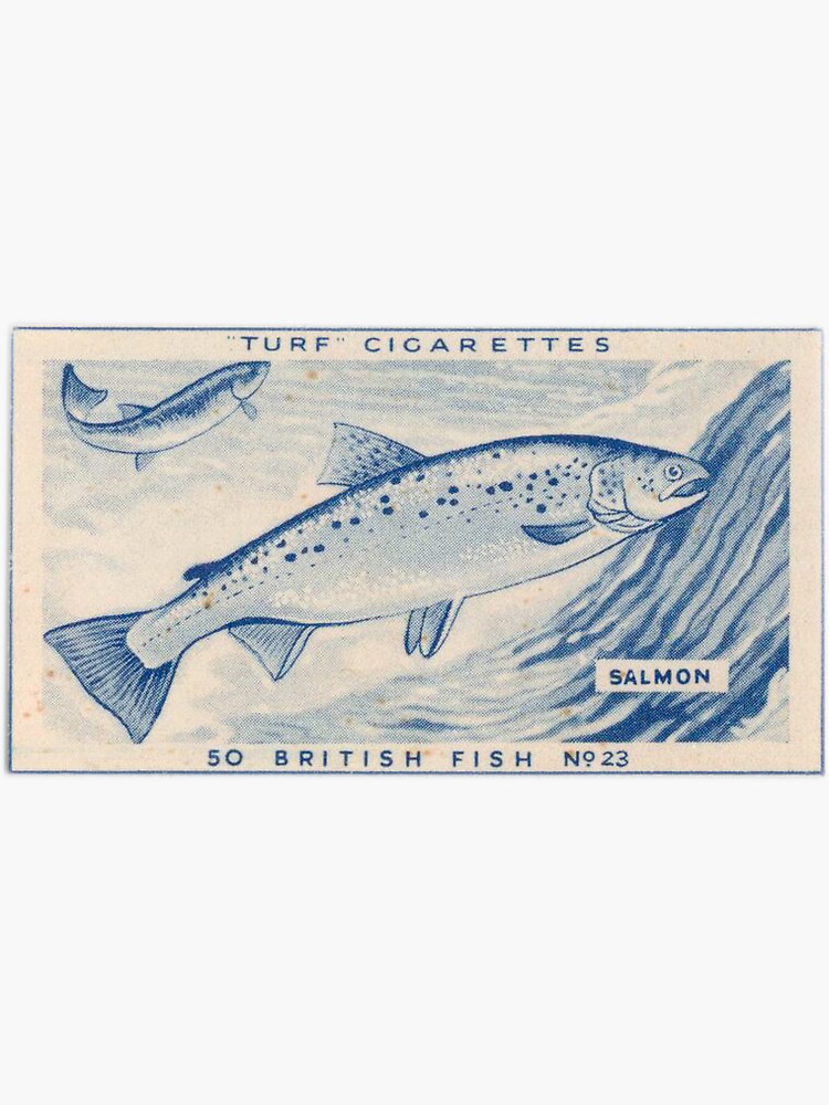 "Salomon - Vintage fish illustration - Cigarette Cards Collection ...
