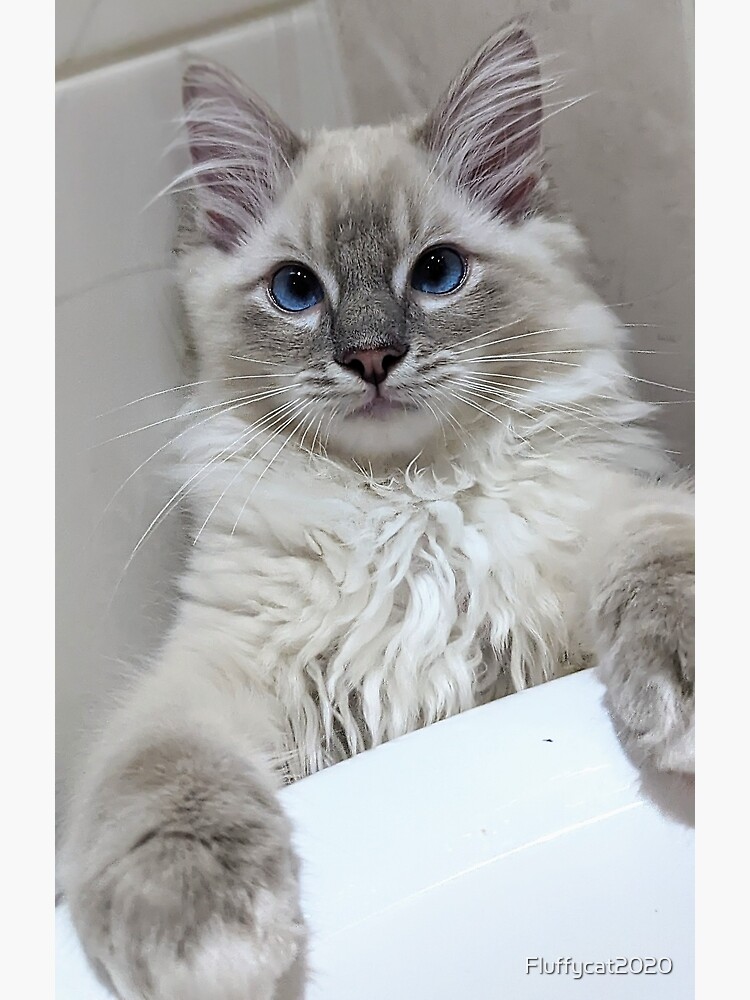 "Lynx ragdoll kitten" Poster for Sale by Fluffycat2020 | Redbubble