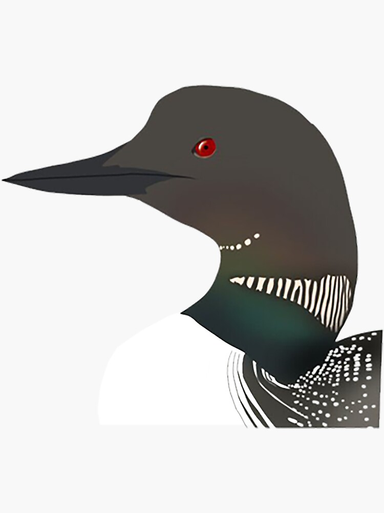 "Common loon Classic (7)" Sticker for Sale by KianKirby2 | Redbubble