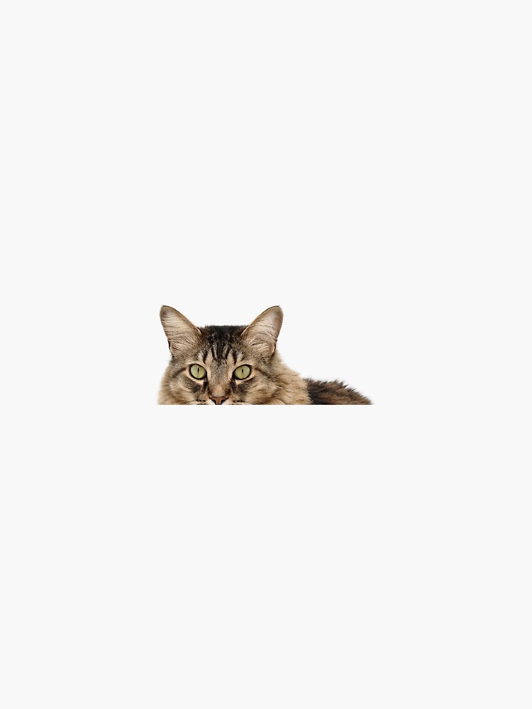 "Staring Cat Sticker " Sticker for Sale by hiddenstreet1 | Redbubble
