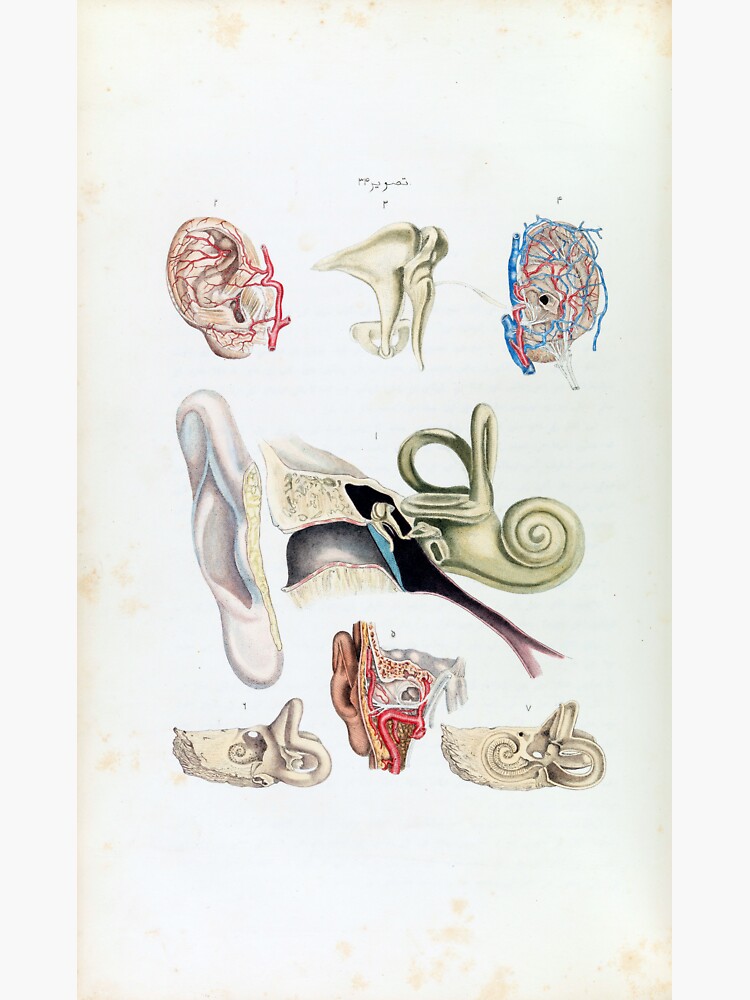 "Vintage Anatomy of the Human Ear" Sticker by pdgraphics | Redbubble