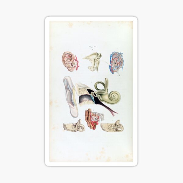 "Vintage Anatomy of the Human Ear" Sticker by pdgraphics | Redbubble