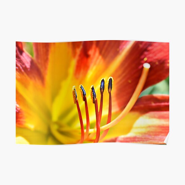 "Lilly Up-Close" Poster for Sale by errinaart | Redbubble