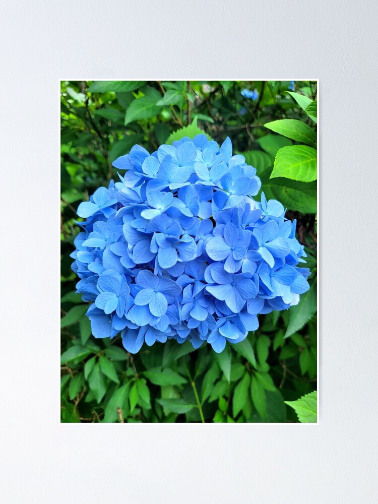 "Blue Hydrangea" Poster for Sale by MandLDesigns | Redbubble