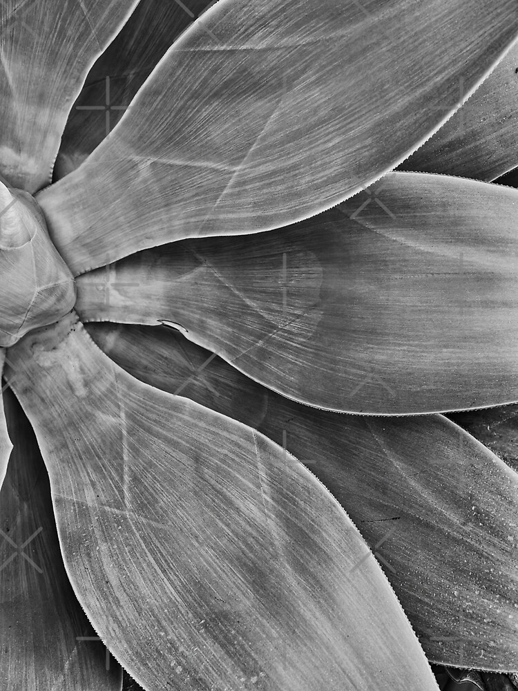 "Agave Side View in Black and White " Poster for Sale by Alchymie ...