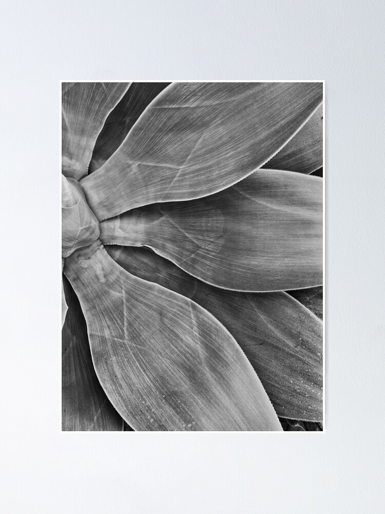 "Agave Side View in Black and White " Poster for Sale by Alchymie ...