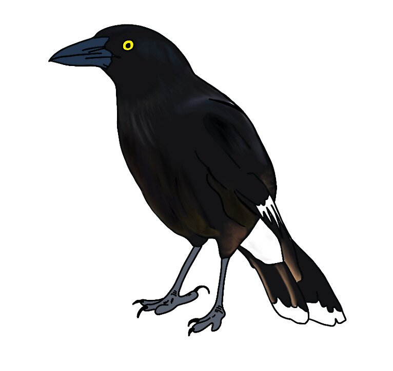 "Currawong - Australian Bird" by Captain-Met | Redbubble
