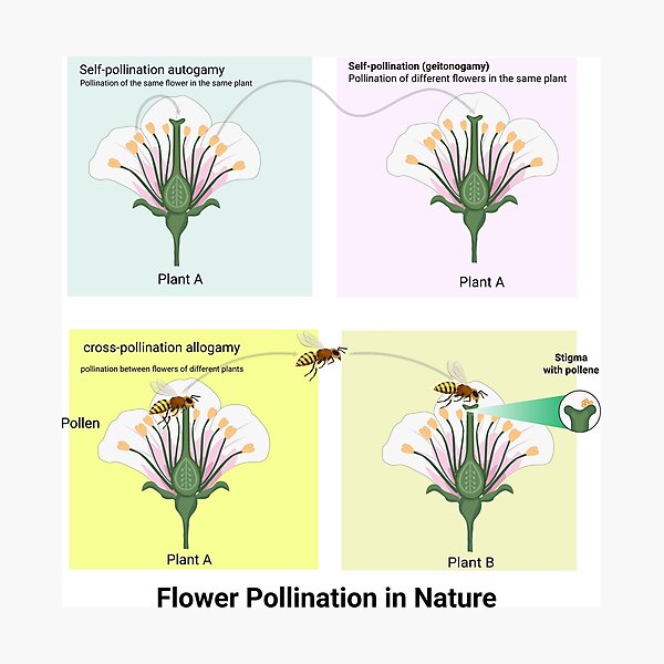 "Diagram showing pollination with flower and bee illustration . Flower ...