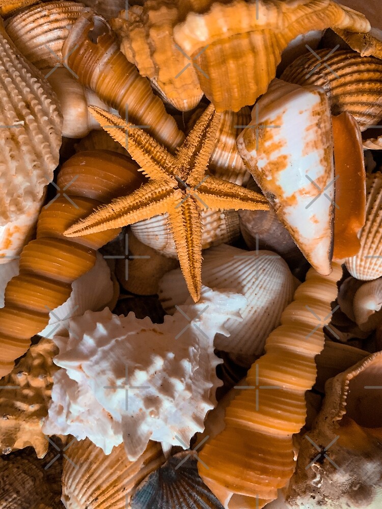 "Caribbean Seashells Starfish Yoga Meditation " Poster for Sale by ...