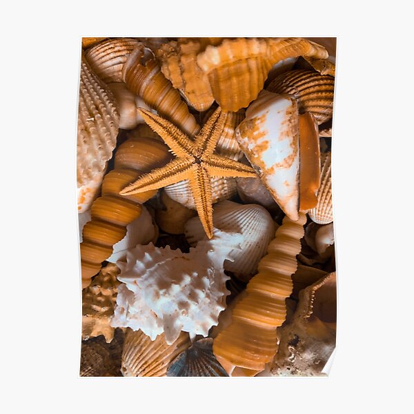 "Caribbean Seashells Starfish Yoga Meditation " Poster for Sale by ...