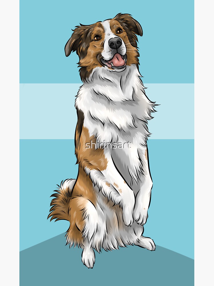 "English Shepherd | Sable and White | Blue Background | Cute Dog Art ...