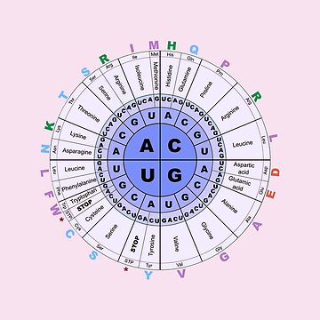 "Genetic Codon Wheel - Periwinkle " Sticker for Sale by littlebrownpoet ...