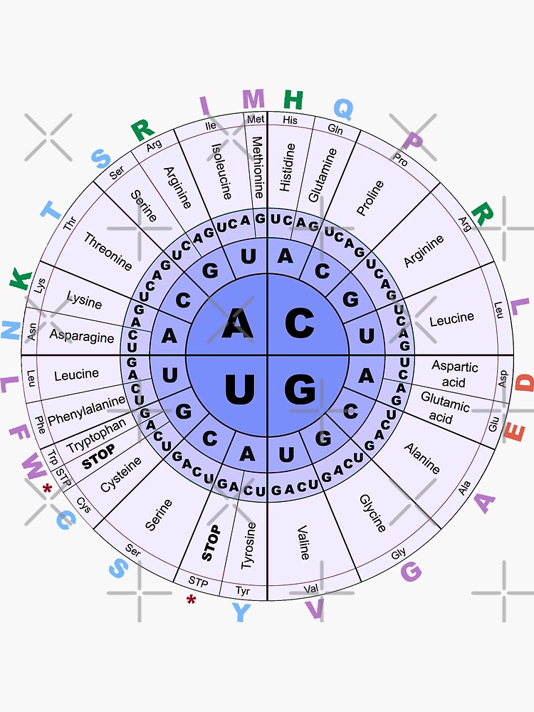 Sticker « Roue de Codon Génétique - Pervenche », par littlebrownpoet ...