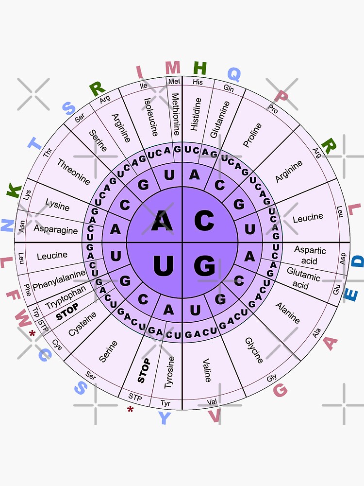 "Genetic Codon Wheel - Lilac" Sticker for Sale by littlebrownpoet ...