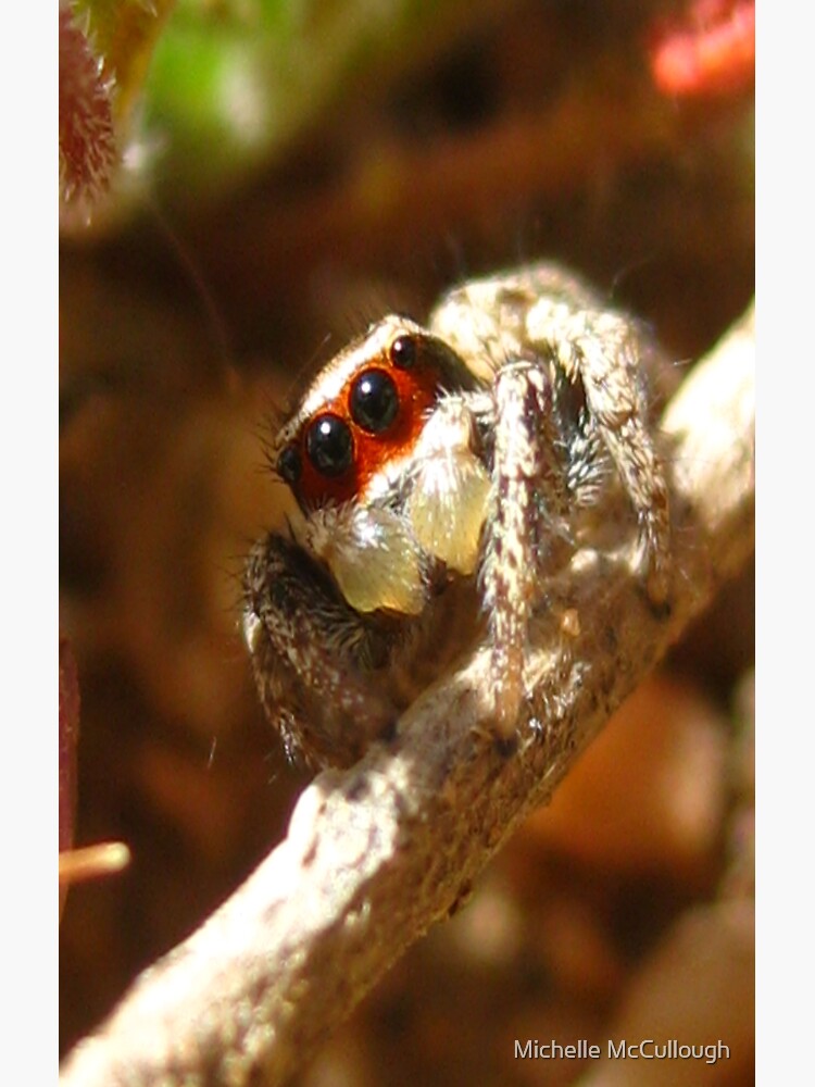 "Red Masked Jumping Spider" Sticker for Sale by littlemphoto | Redbubble