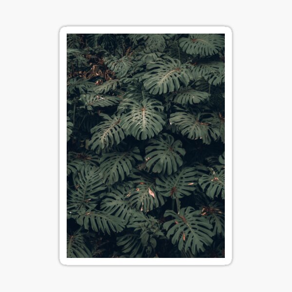 " Swiss Cheese Plant Garden" Sticker for Sale by posterify | Redbubble