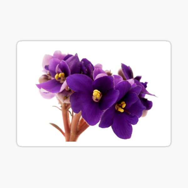 "African violet" Sticker for Sale by troianifabrizio | Redbubble