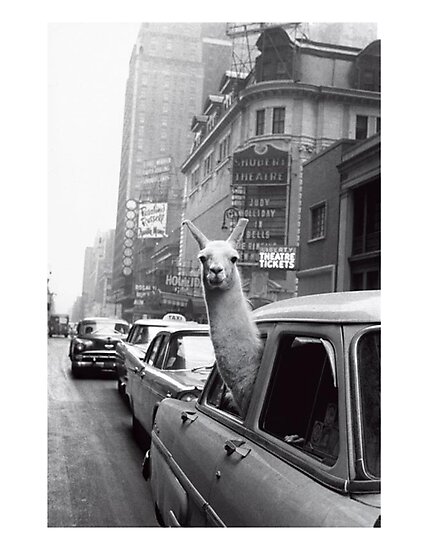 "New York Llama" Photographic Print by ToastCrumbs | Redbubble