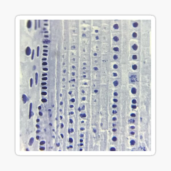 "Onion Root Tip Cells Flat " Sticker for Sale by LuxeHurricane | Redbubble