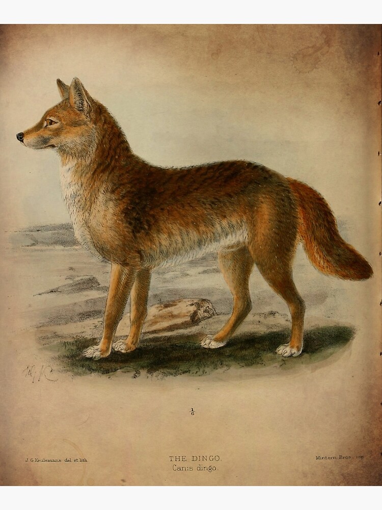Póster «El Dingo - Afiche animal vintage - Afiche animal antiguo ...