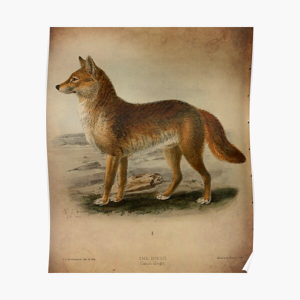 "The Dingo - Vintage animal poster - Old animal poster - Retro school ...