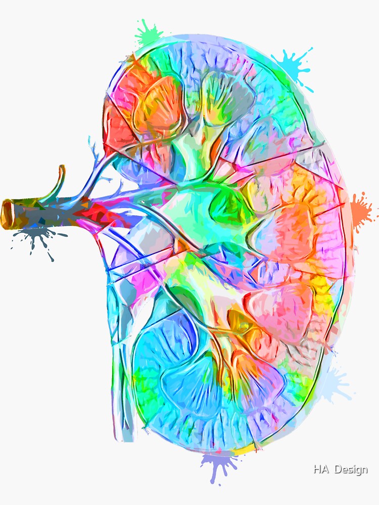 "Human Kidney Anatomy : Colorful anatomical Kidney in Watercolor and ...