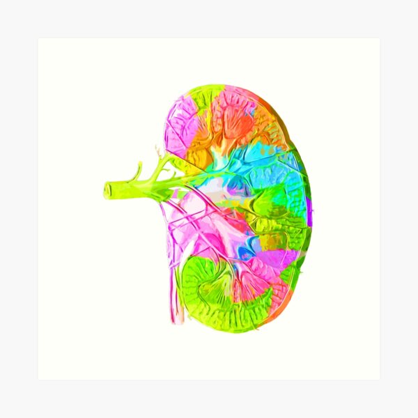 "Human Kidney Anatomy : Colorful anatomical Kidney in Watercolor and ...