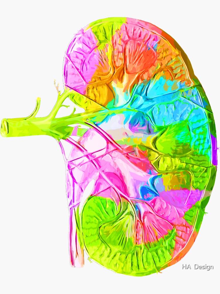 "Human Kidney Anatomy : Colorful anatomical Kidney in Watercolor and ...