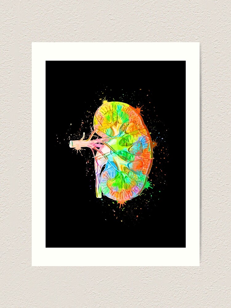 "Human Kidney Anatomy : Colorful anatomical Kidney in Watercolor and ...