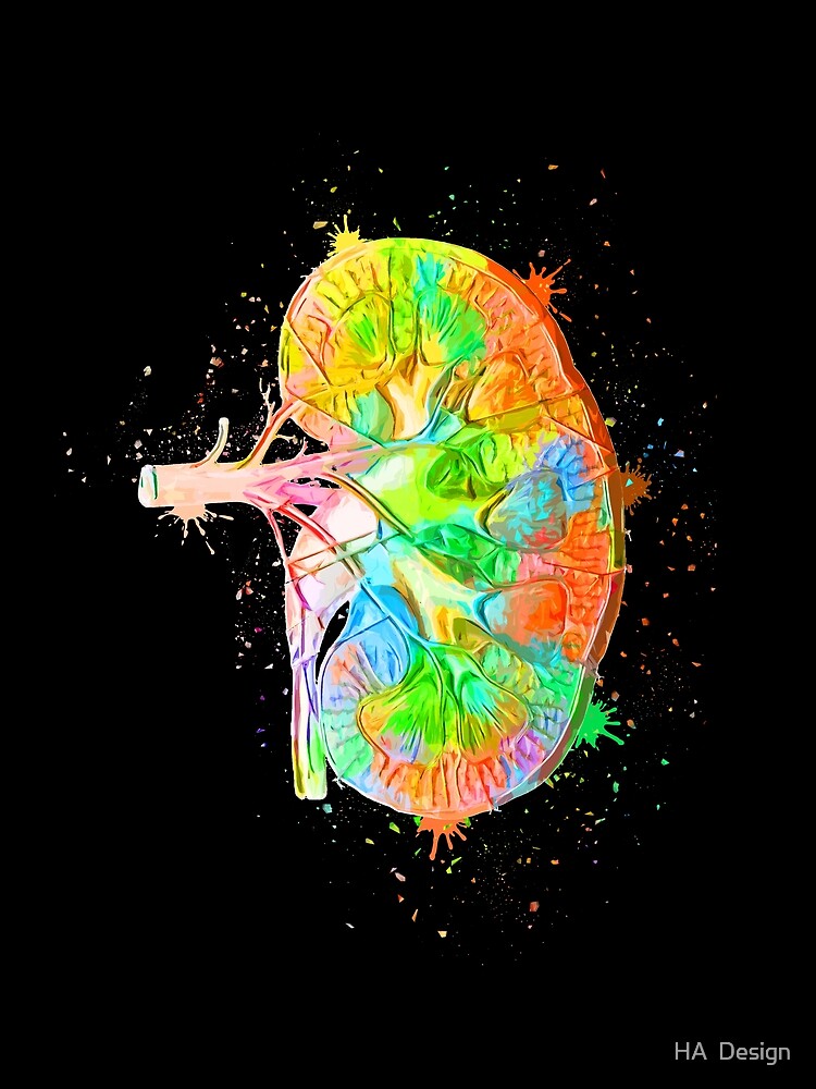 "Human Kidney Anatomy : Colorful anatomical Kidney in Watercolor and ...