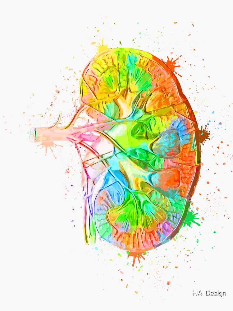"Human Kidney Anatomy : Colorful anatomical Kidney in Watercolor and ...