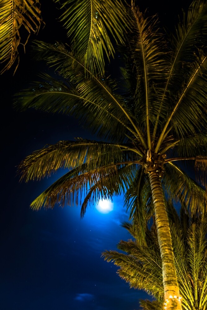 "Moonlit Palms" by peaceriverphoto | Redbubble