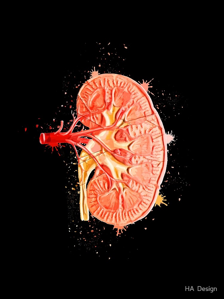 "Human Kidney Anatomy : Colorful anatomical Kidney in Watercolor and ...