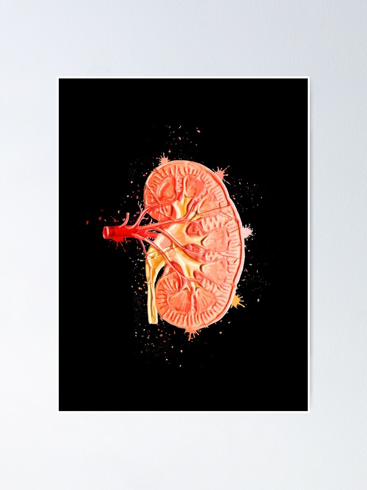 "Human Kidney Anatomy : Colorful anatomical Kidney in Watercolor and ...