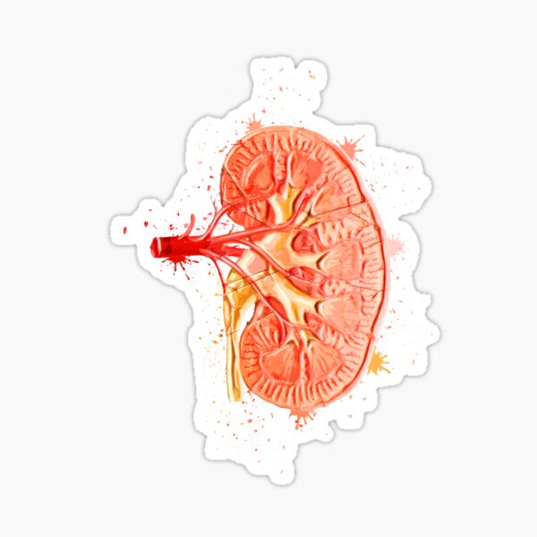 "Human Kidney Anatomy : Colorful anatomical Kidney in Watercolor and ...