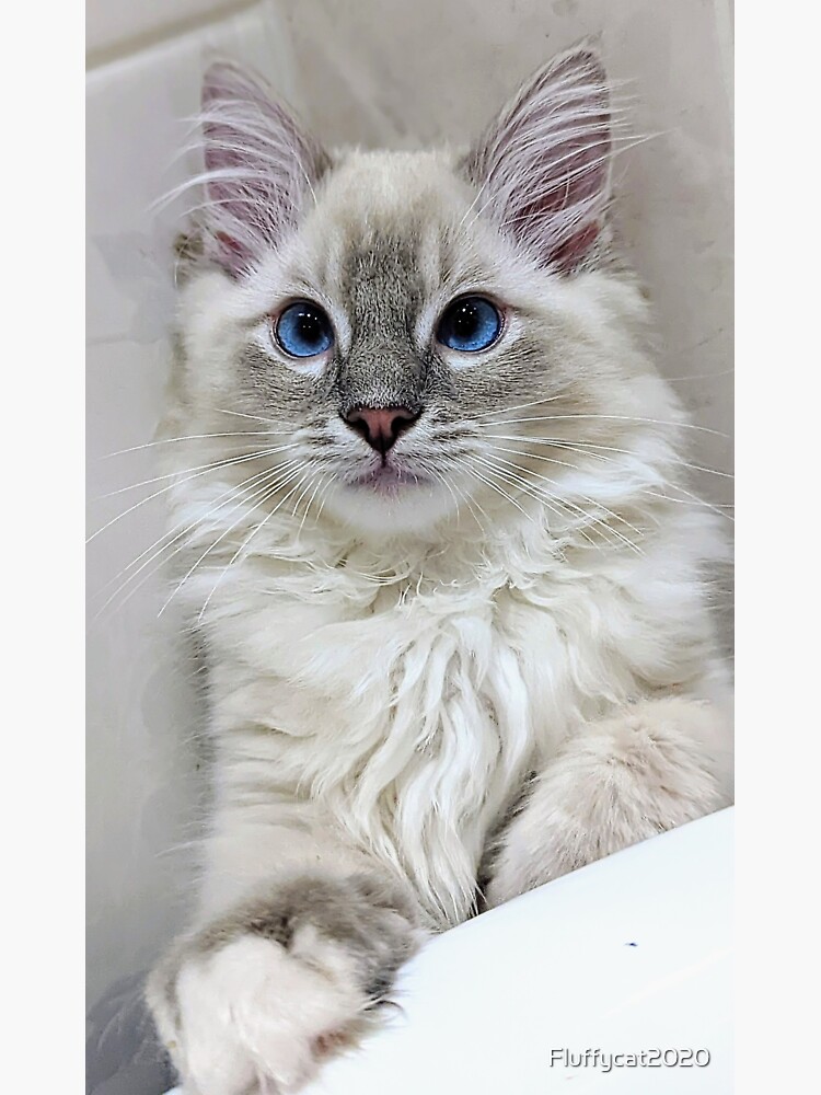 "Blue mitted lynx ragdoll kitty" Sticker for Sale by Fluffycat2020 ...