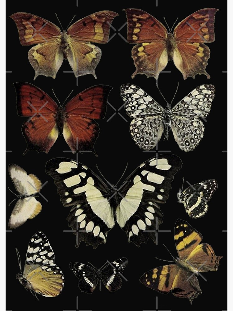 "Vintage Butterfly Sticker Pack" Poster for Sale by Anne-and-diana1 ...