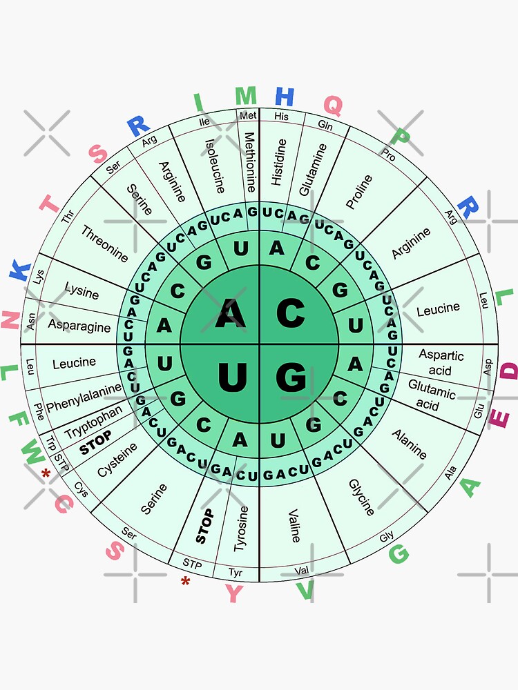 "Genetic Codon Wheel - Mint Green" Sticker for Sale by littlebrownpoet ...