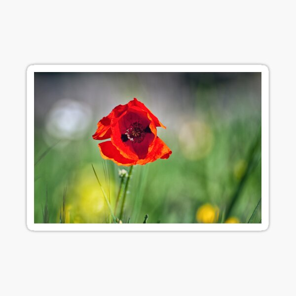 "Poppy" Sticker by Kasia-D | Redbubble