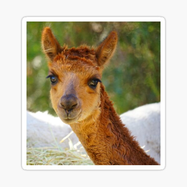 "Hey Dude" Sticker for Sale by HarryOldmeadow | Redbubble